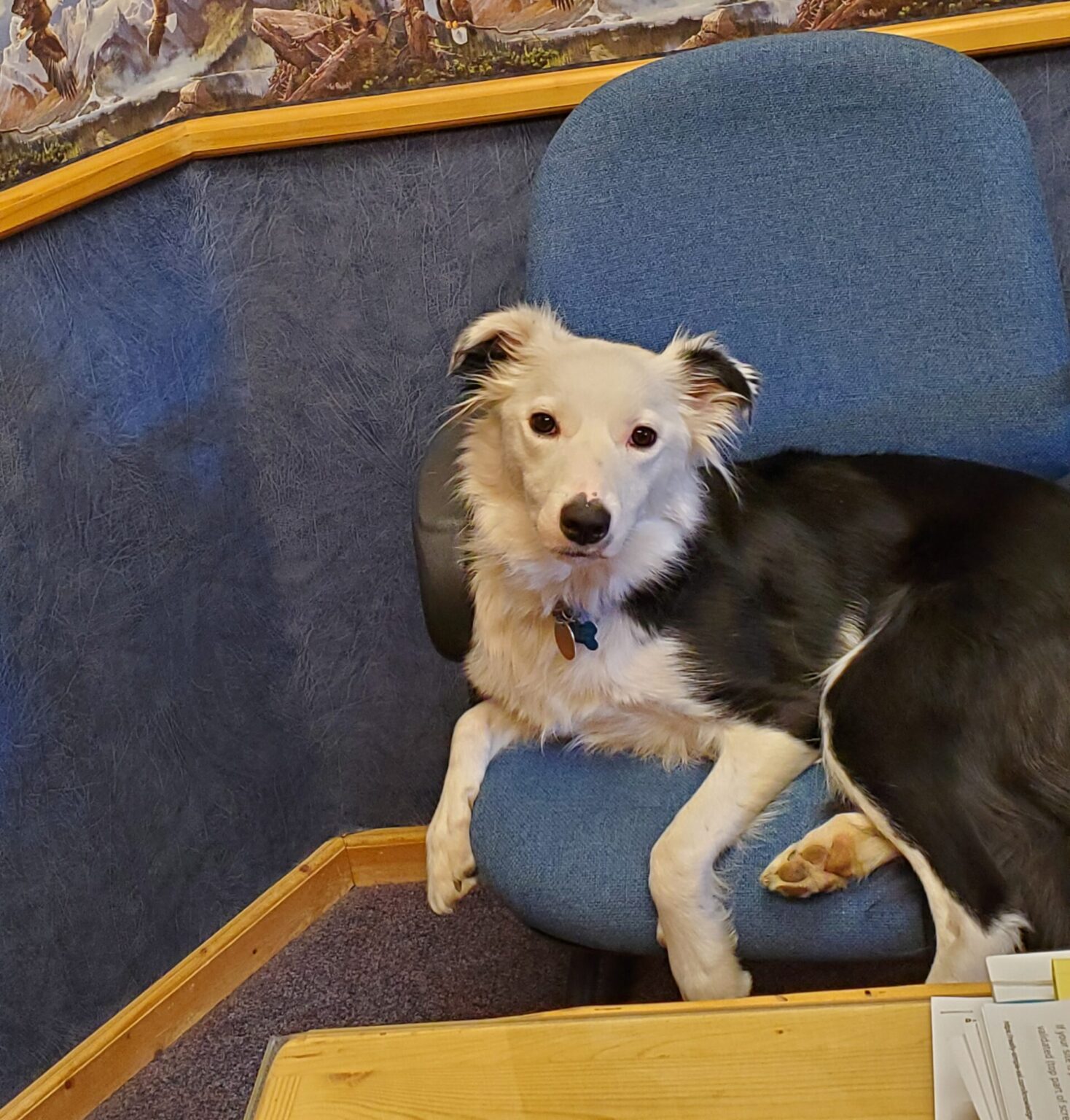 Timber - The Office Dog | Montana Custom Log Homes